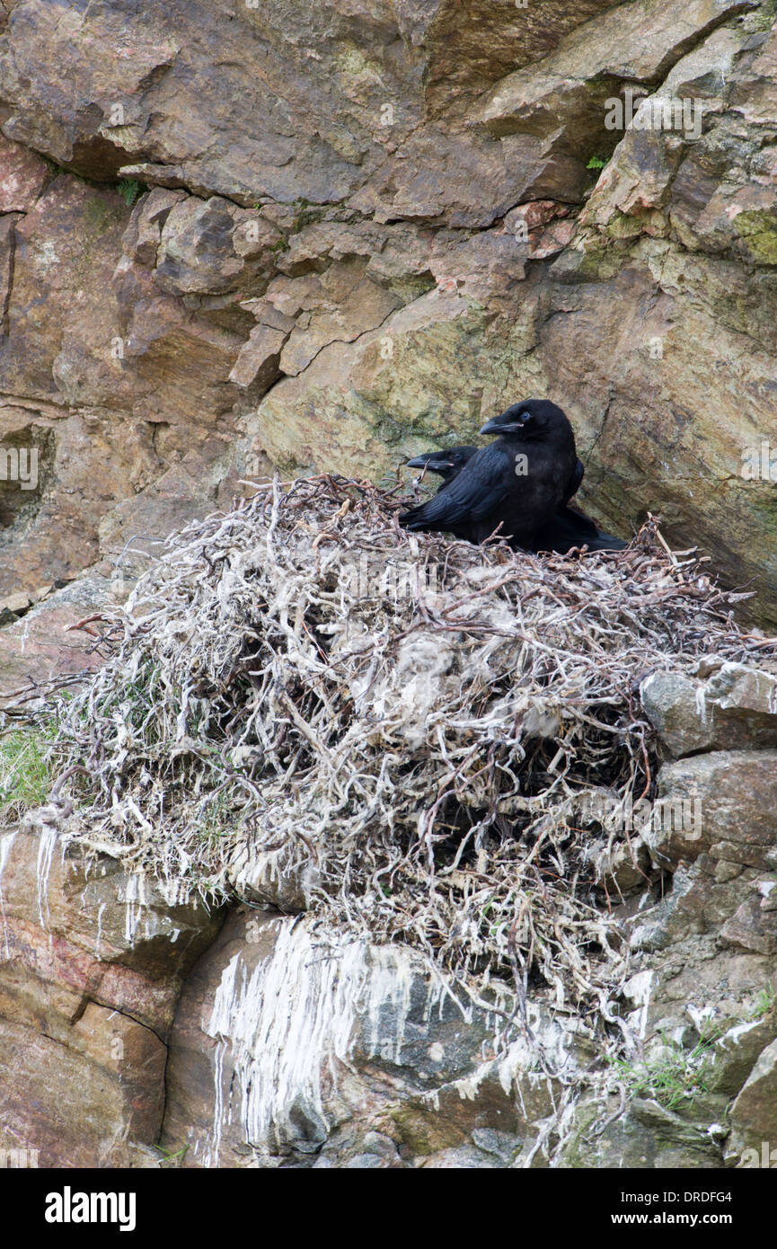 Crows and ravens hi-res stock photography and images - Alamy