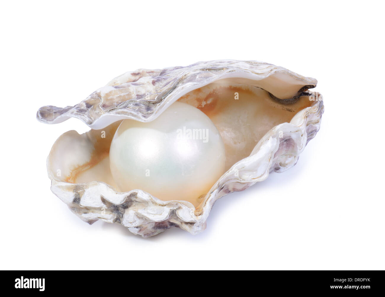 Giant Pearl Oyster