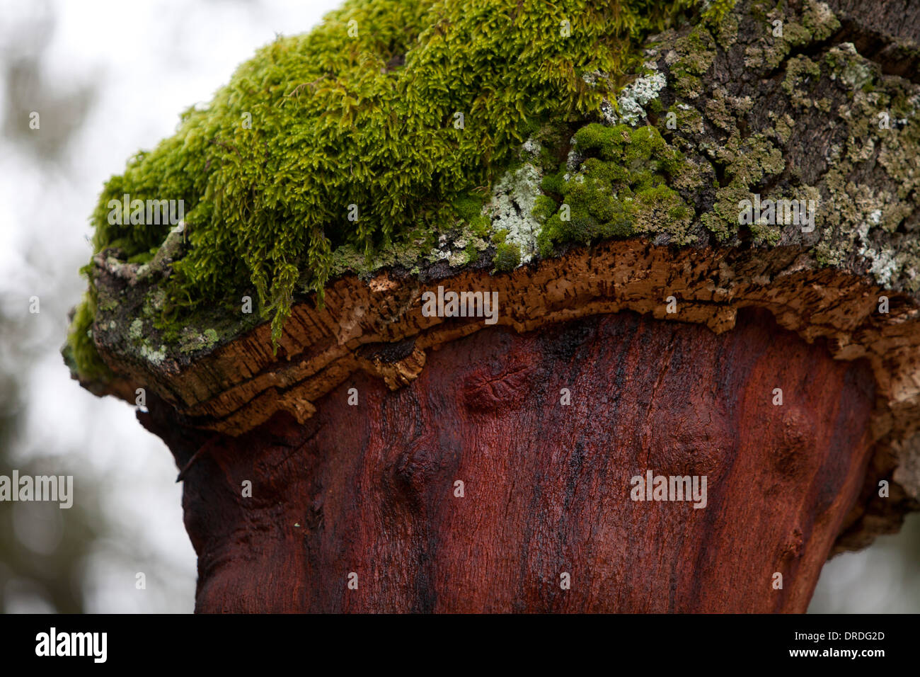 Cork wood tree hi-res stock photography and images - Alamy