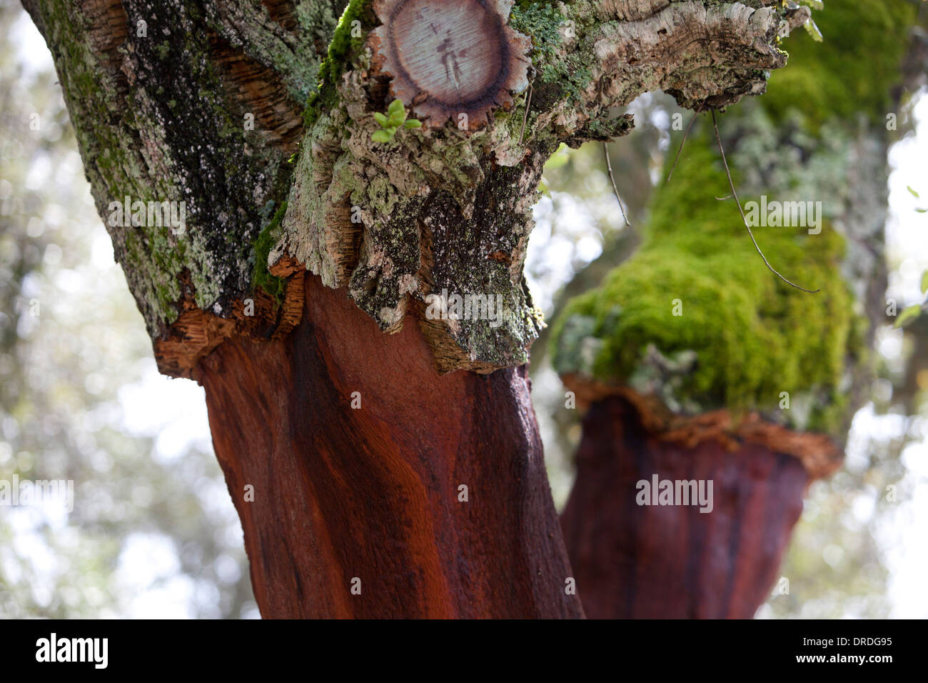 detail cork tree Stock Photo - Alamy