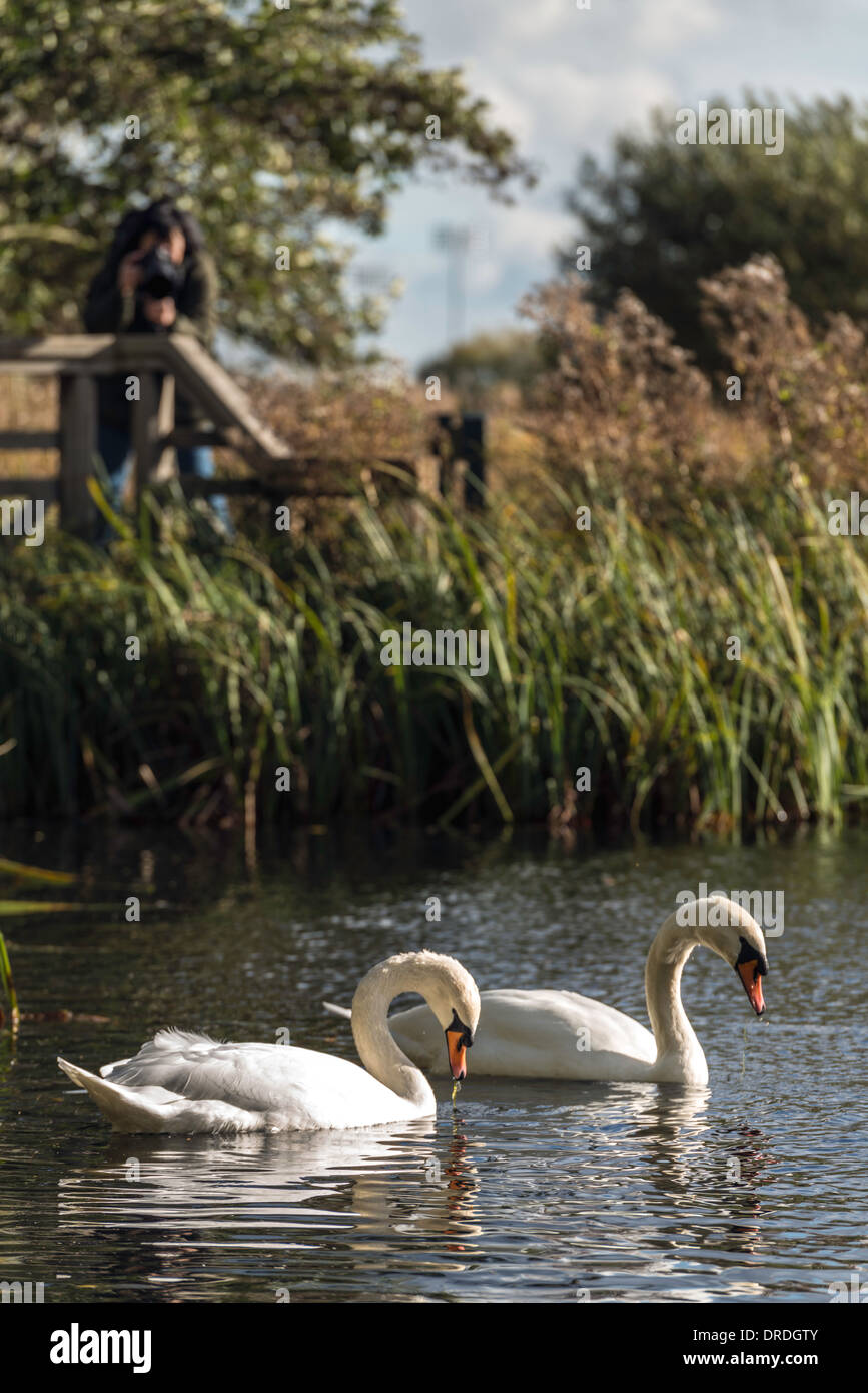 Water bird swans Cygnus at WWT London Wetland Centre Barnes London ...