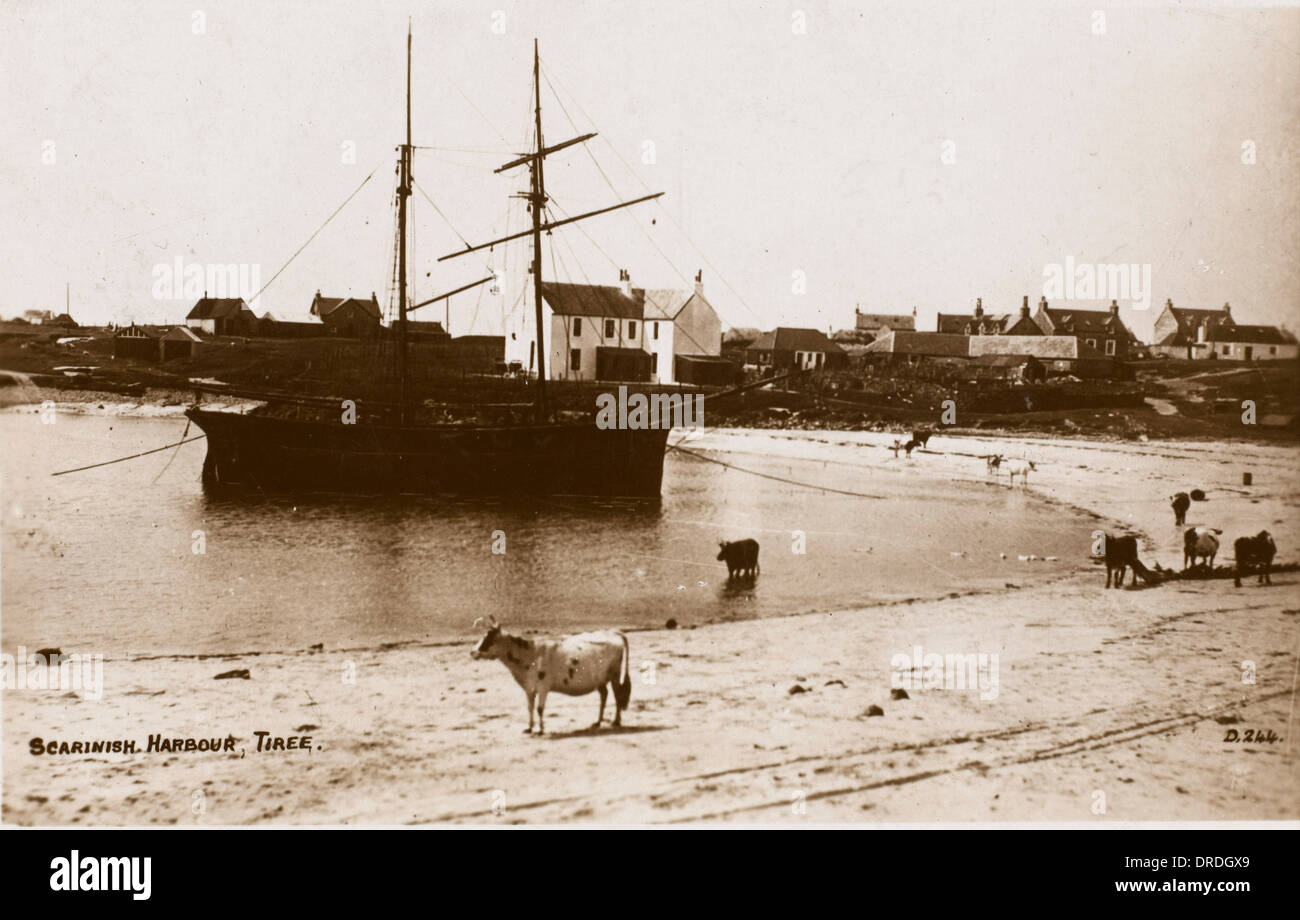 Tiree cow hi-res stock photography and images - Alamy