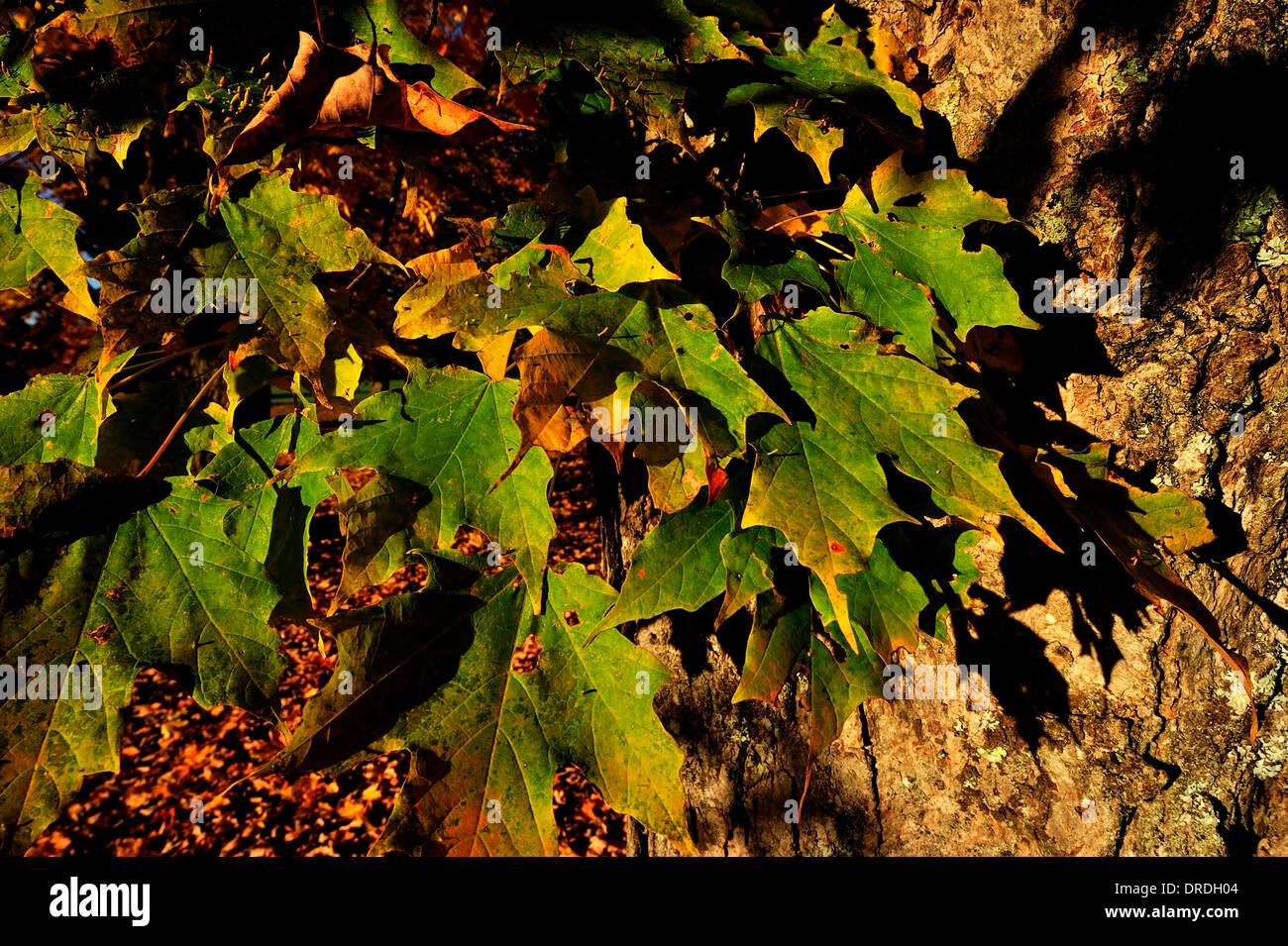 Iconic maple tree hi-res stock photography and images - Alamy