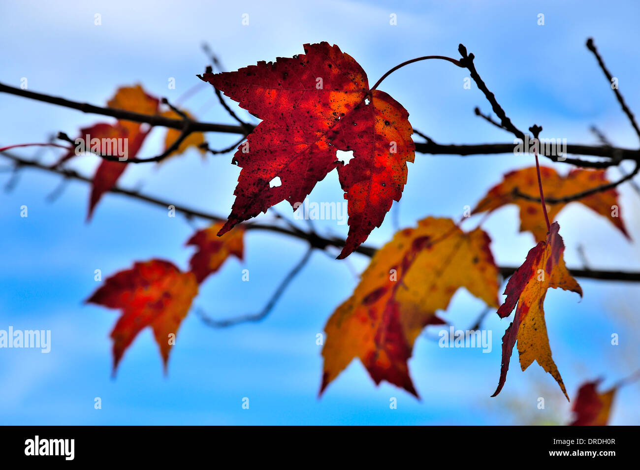 Decaying tree leaves hi-res stock photography and images - Alamy
