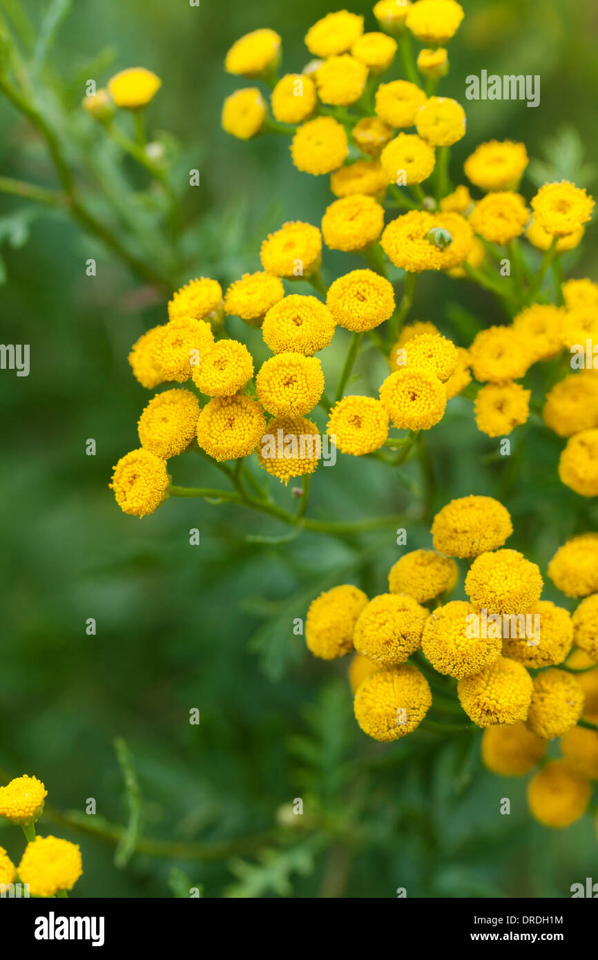 Yellow flowers of tansy hi-res stock photography and images - Alamy