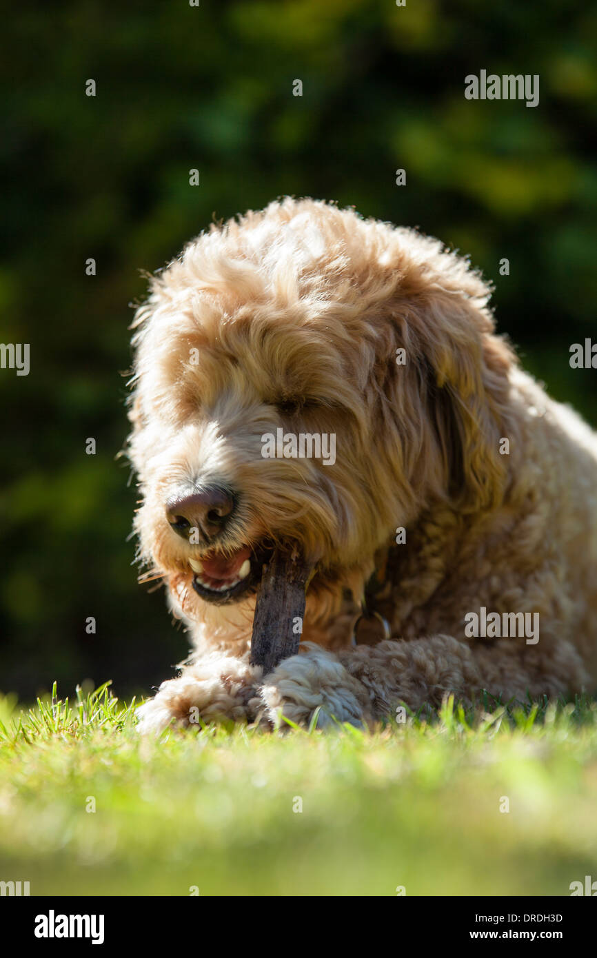 Labradoodle sitting hi-res stock photography and images - Alamy