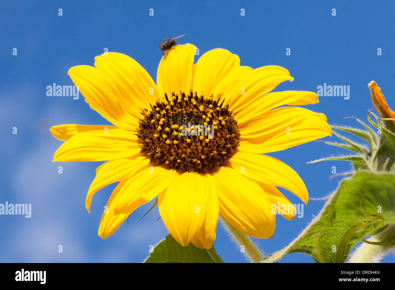Multi head sunflower hi-res stock photography and images - Alamy