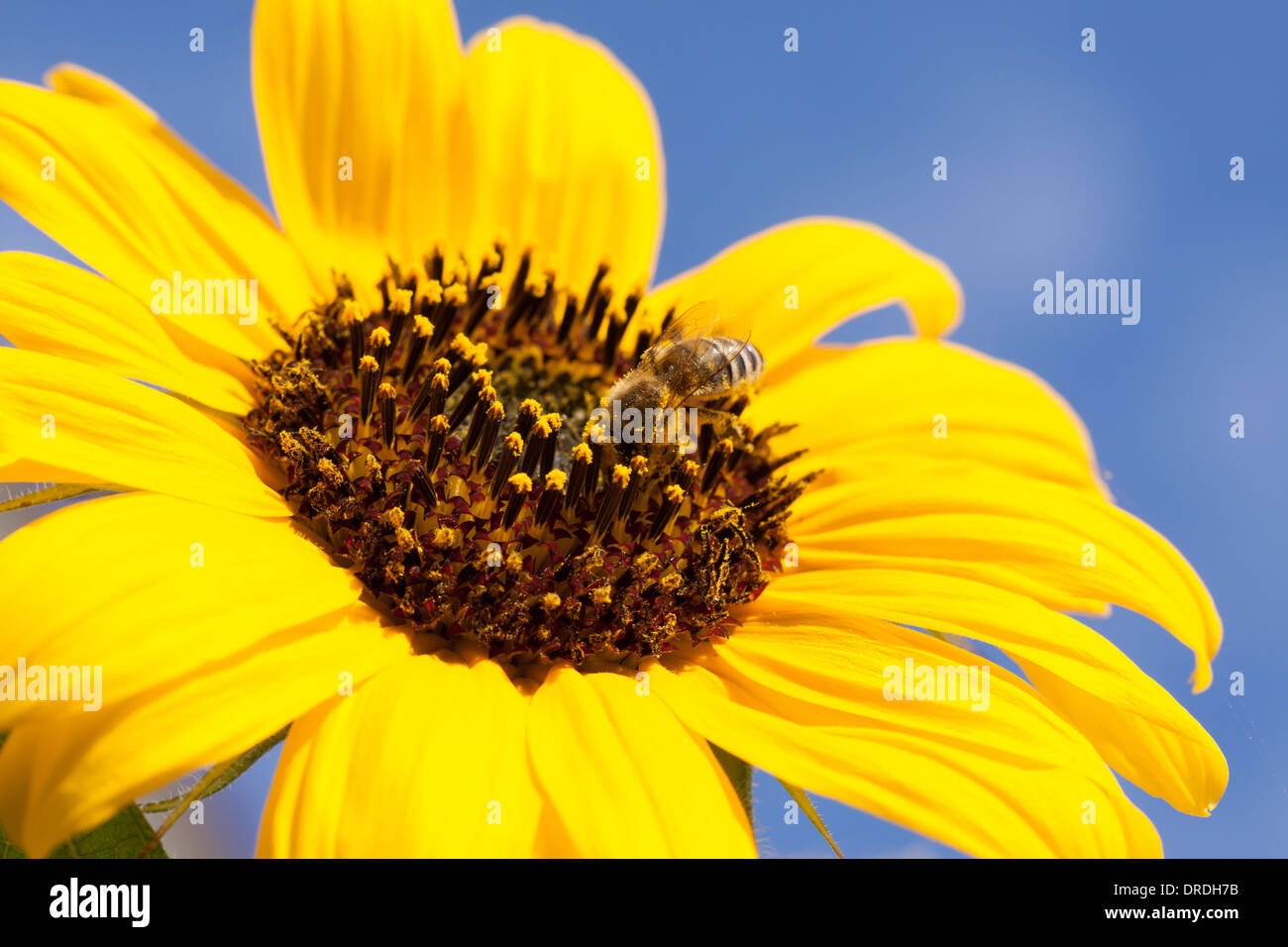 Multi head sunflower hi-res stock photography and images - Alamy
