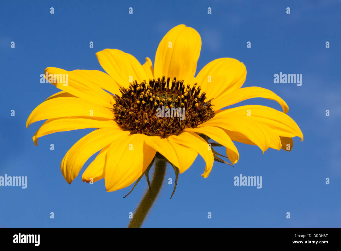 Multi head sunflower hi-res stock photography and images - Alamy