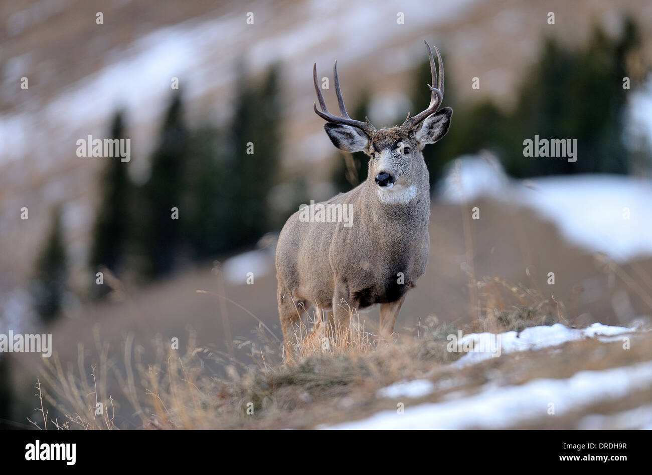Mule deer jasper national park canada hi-res stock photography and ...