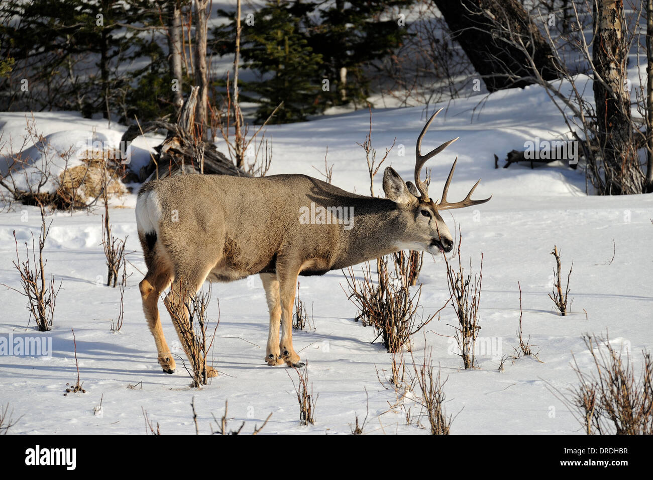 Side view mule deer buck hi-res stock photography and images - Alamy