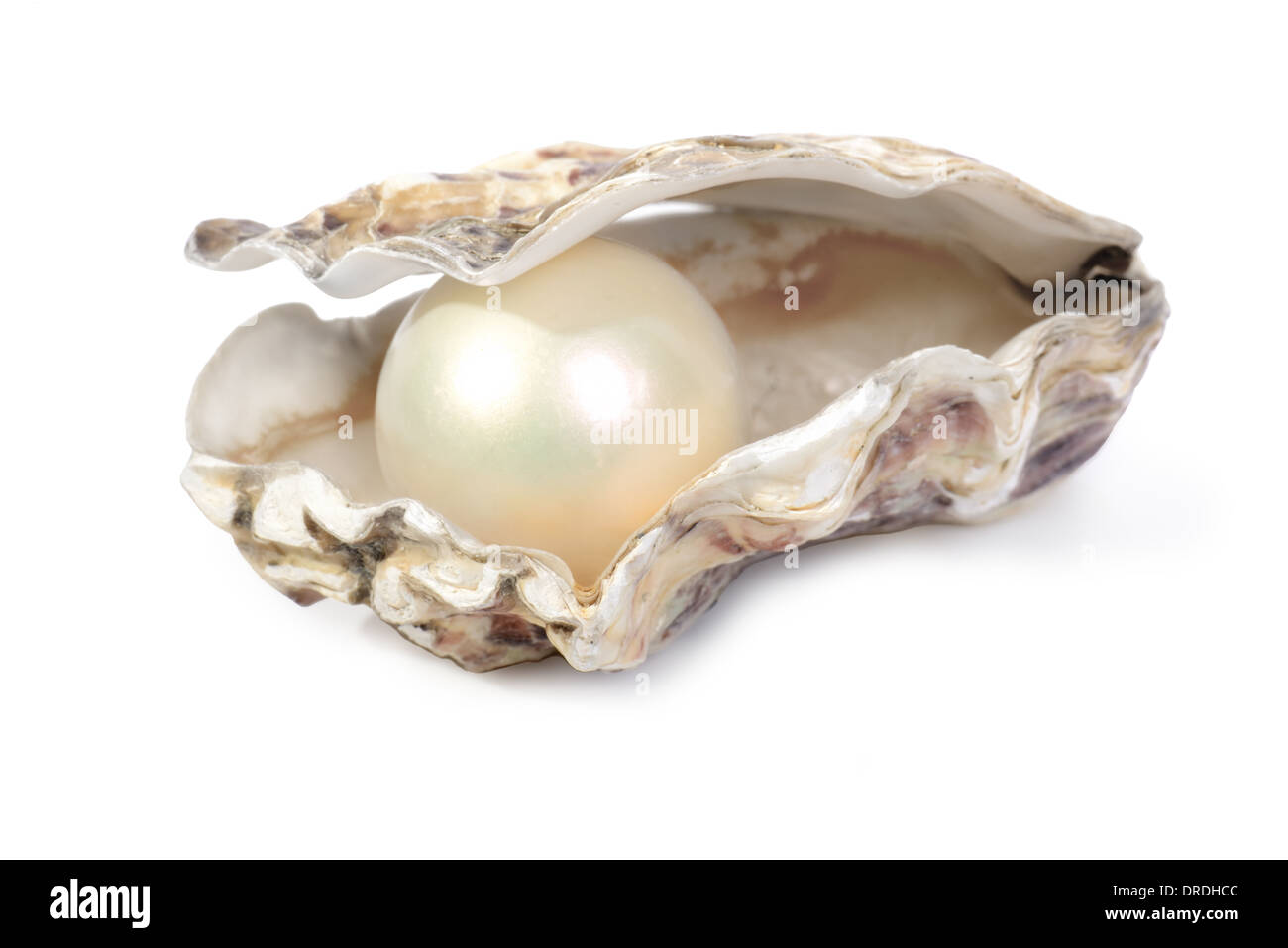 Pearl Oyster Shell