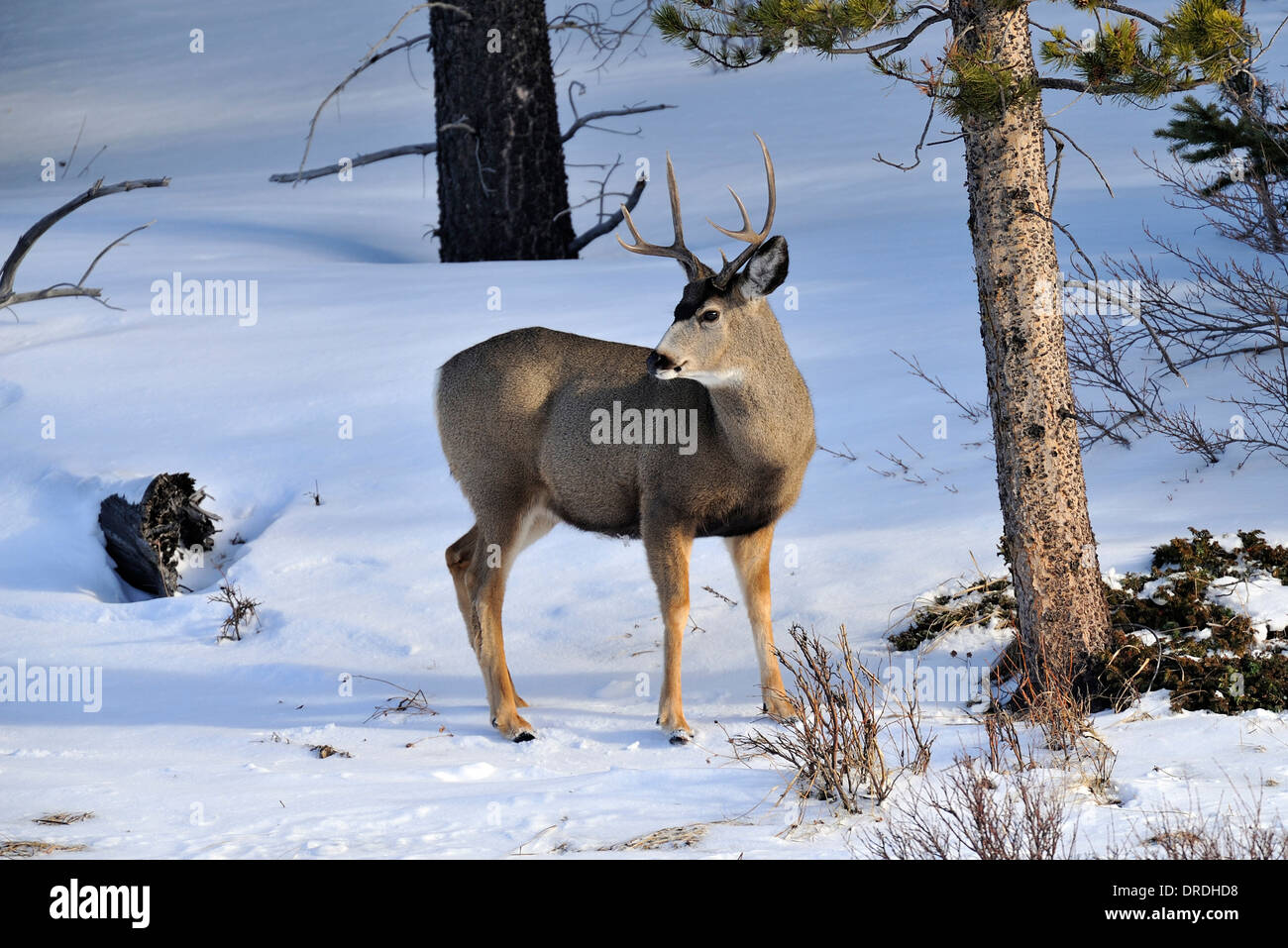 A mule deer buck, standing looking back on a hillside in rural Alberta ...