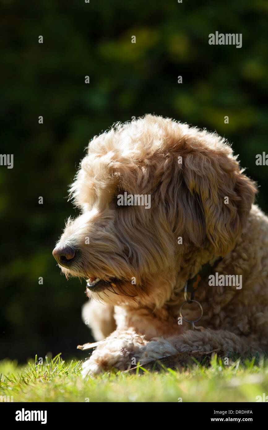 Young labradoodle sitting the on a grass lawn in the summer sunshine ...