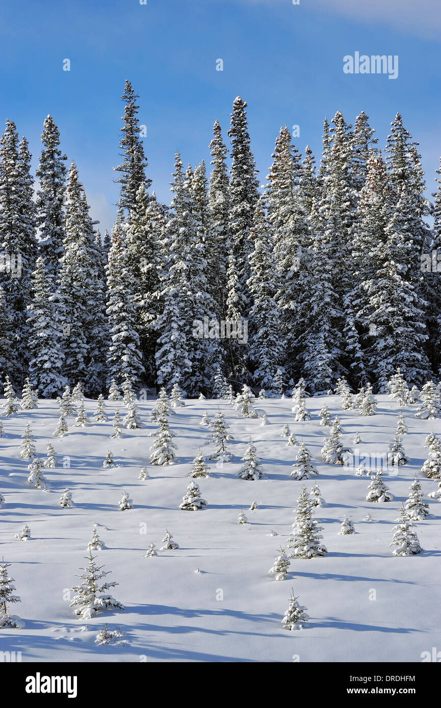 Spruce trees in various sizes covered with fresh snow Stock Photo - Alamy
