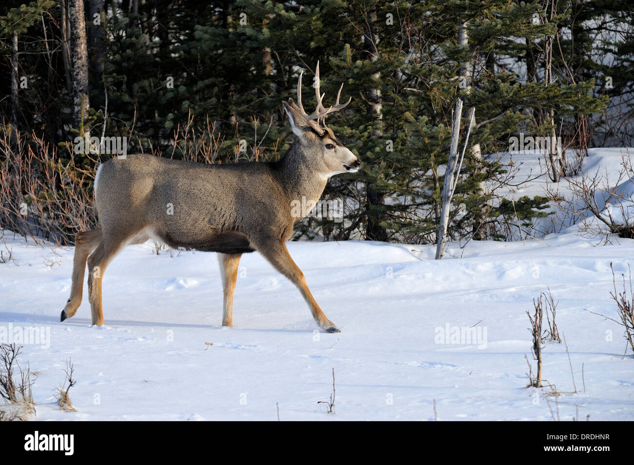Male walking side view hi-res stock photography and images - Alamy