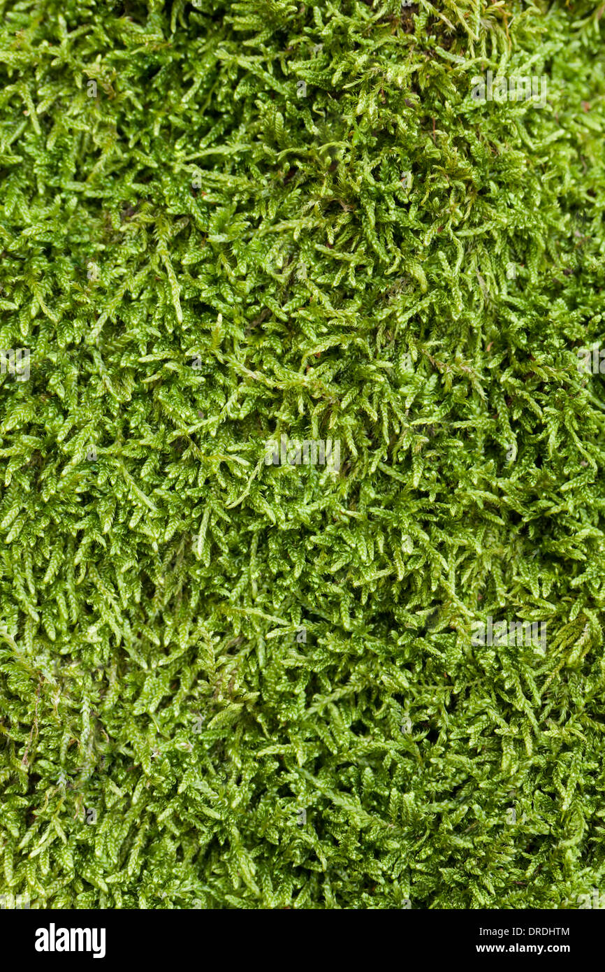 Texture of green moss Stock Photo - Alamy