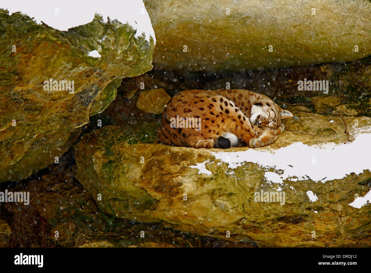 Sleeping Eurasian Lynx (Lynx lynx) that repairs itself from falling ...