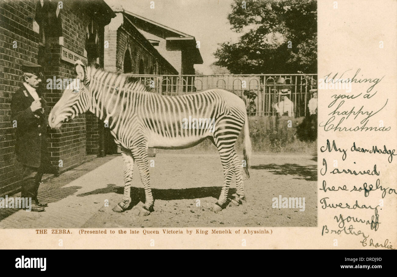 Ethiopian zebra hi-res stock photography and images - Alamy