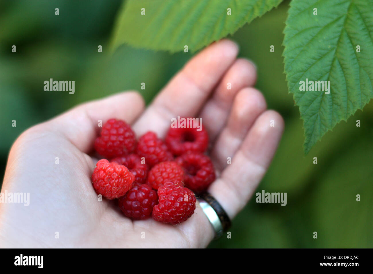 Female hand holding fresh picked red raspberries from the green garden ...