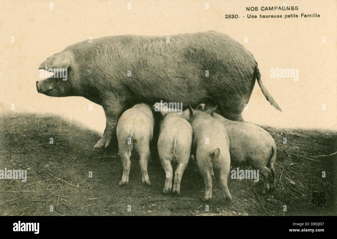 Happy Family of Pigs in France Stock Photo - Alamy