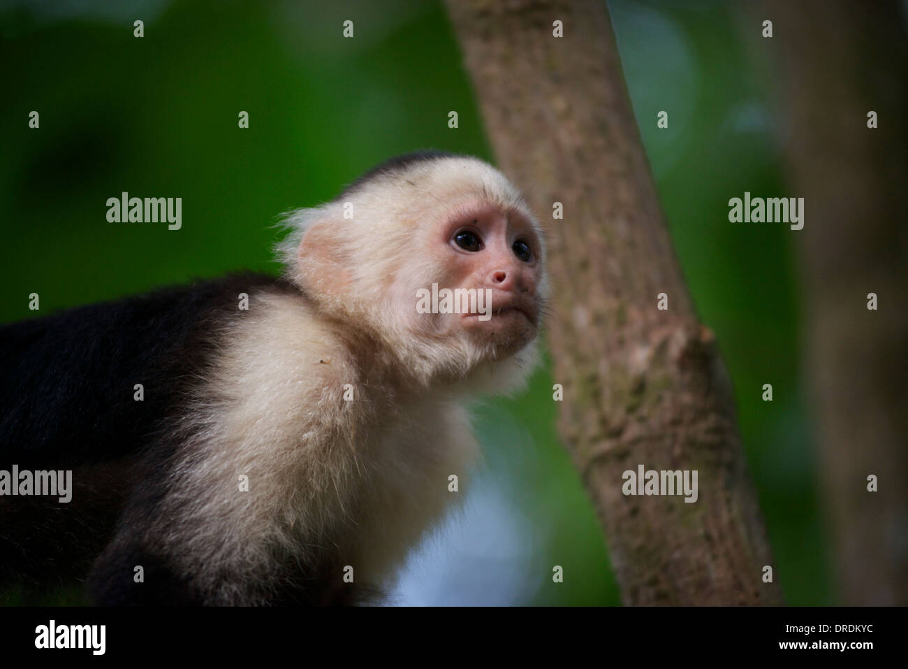 Head Shot of a Capuchin Stock Photo - Alamy