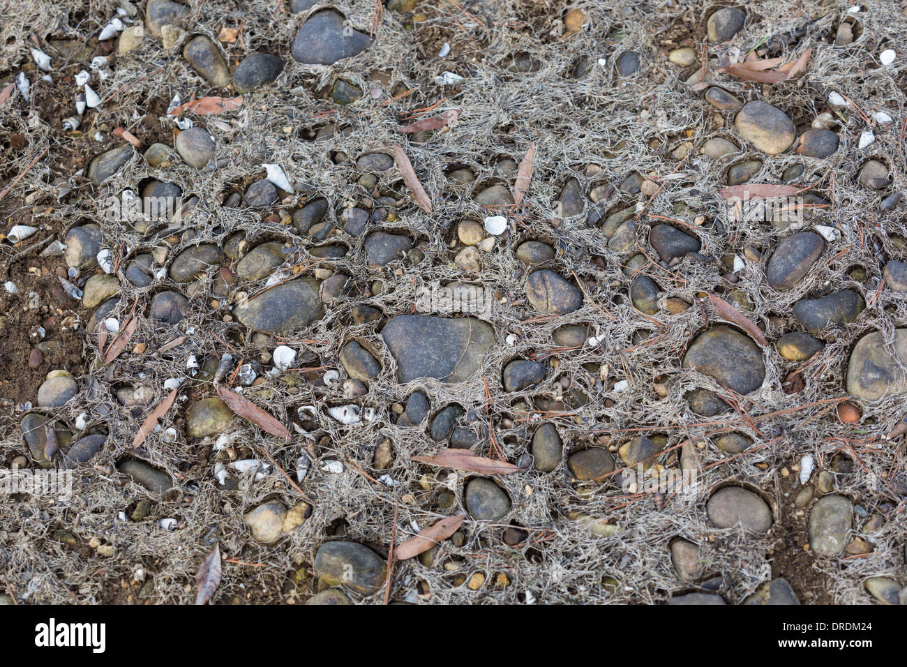 Shells and rocks form a pattern with the grasses along the shore of a ...