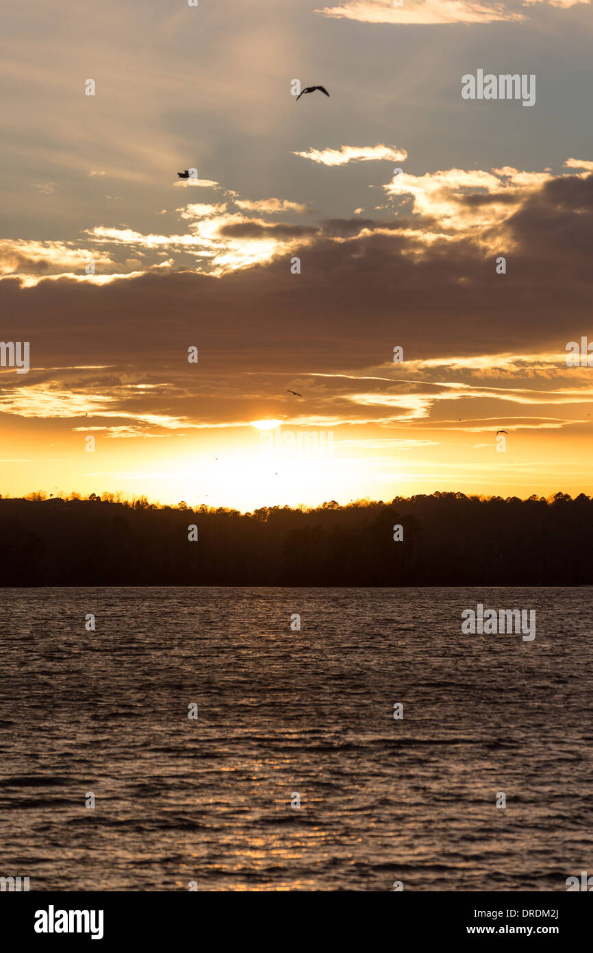 Seagull water birds hi-res stock photography and images - Alamy