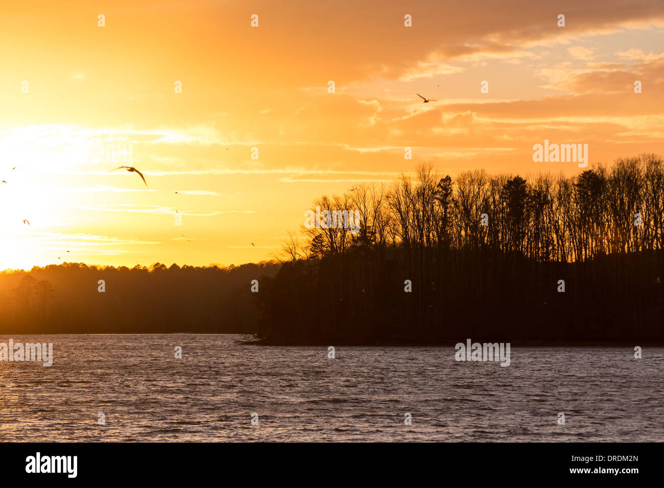 Seagull water birds hi-res stock photography and images - Alamy