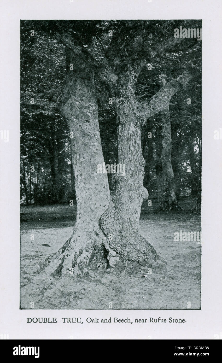 Stone oak hi-res stock photography and images - Alamy