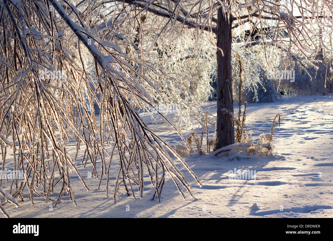 Storm damage winter storm damage hi-res stock photography and images ...