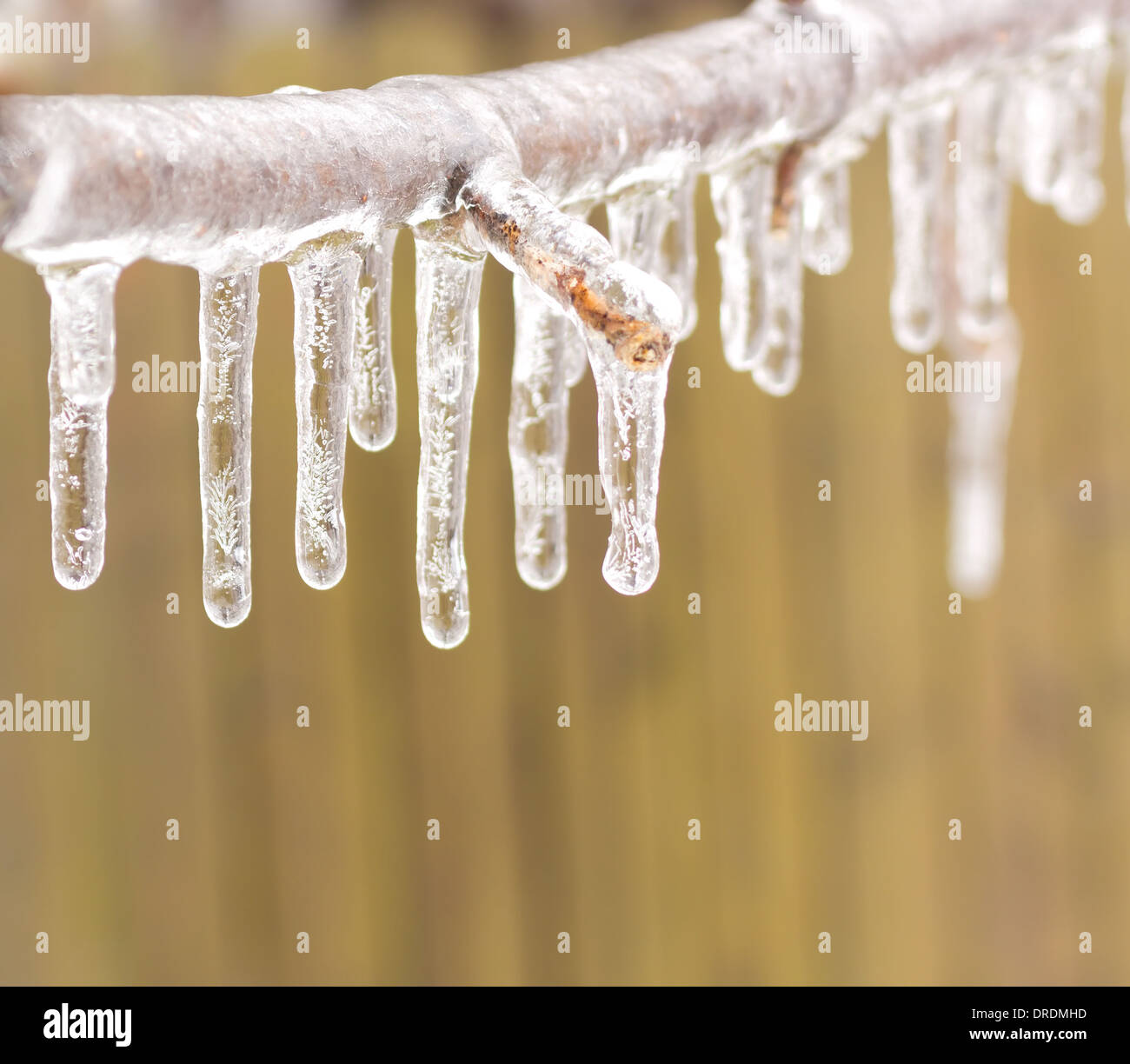 Ice coated tree branch after an ice storm Stock Photo - Alamy