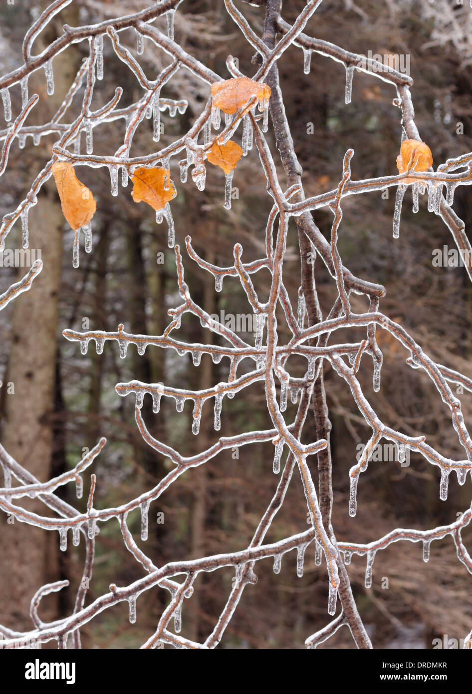 Beautiful ice coated tree branches after an ice storm Stock Photo - Alamy
