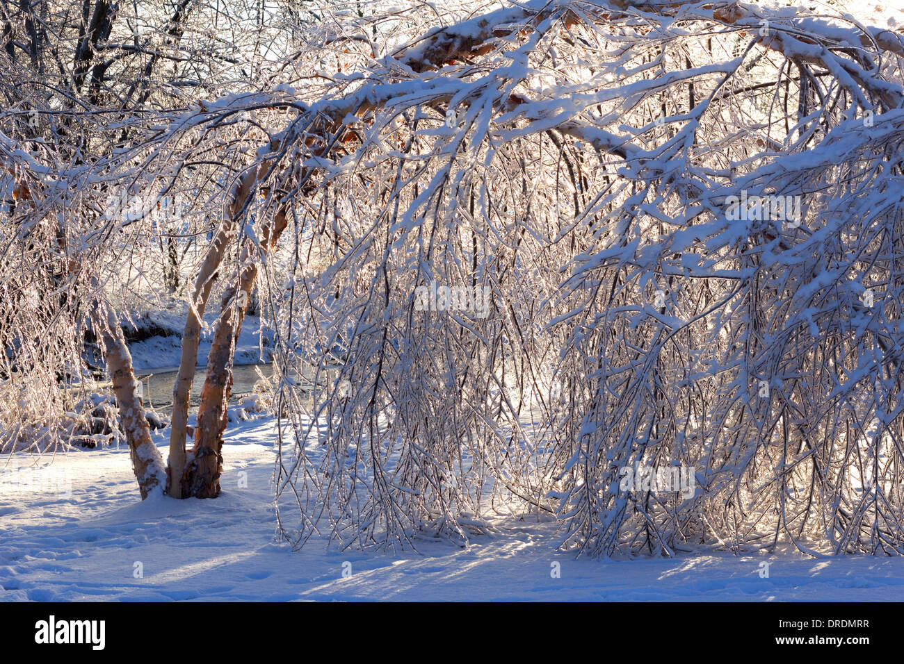 Orange tree frost damage hi-res stock photography and images - Alamy