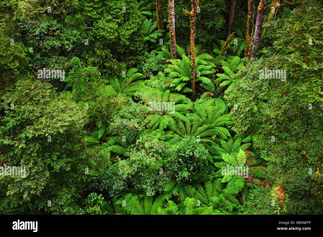 Rainforest in the rain from the Tree Top Walk Stock Photo - Alamy