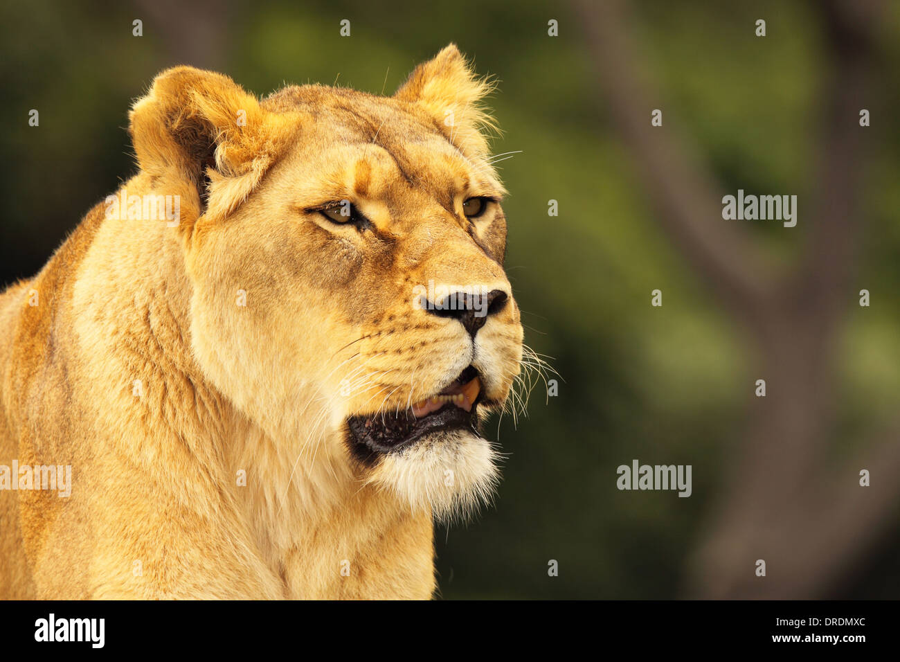 An African Lion gazing into the distance Stock Photo - Alamy