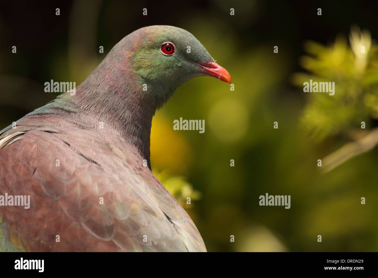 A New Zealand Pigeon looking back Stock Photo - Alamy