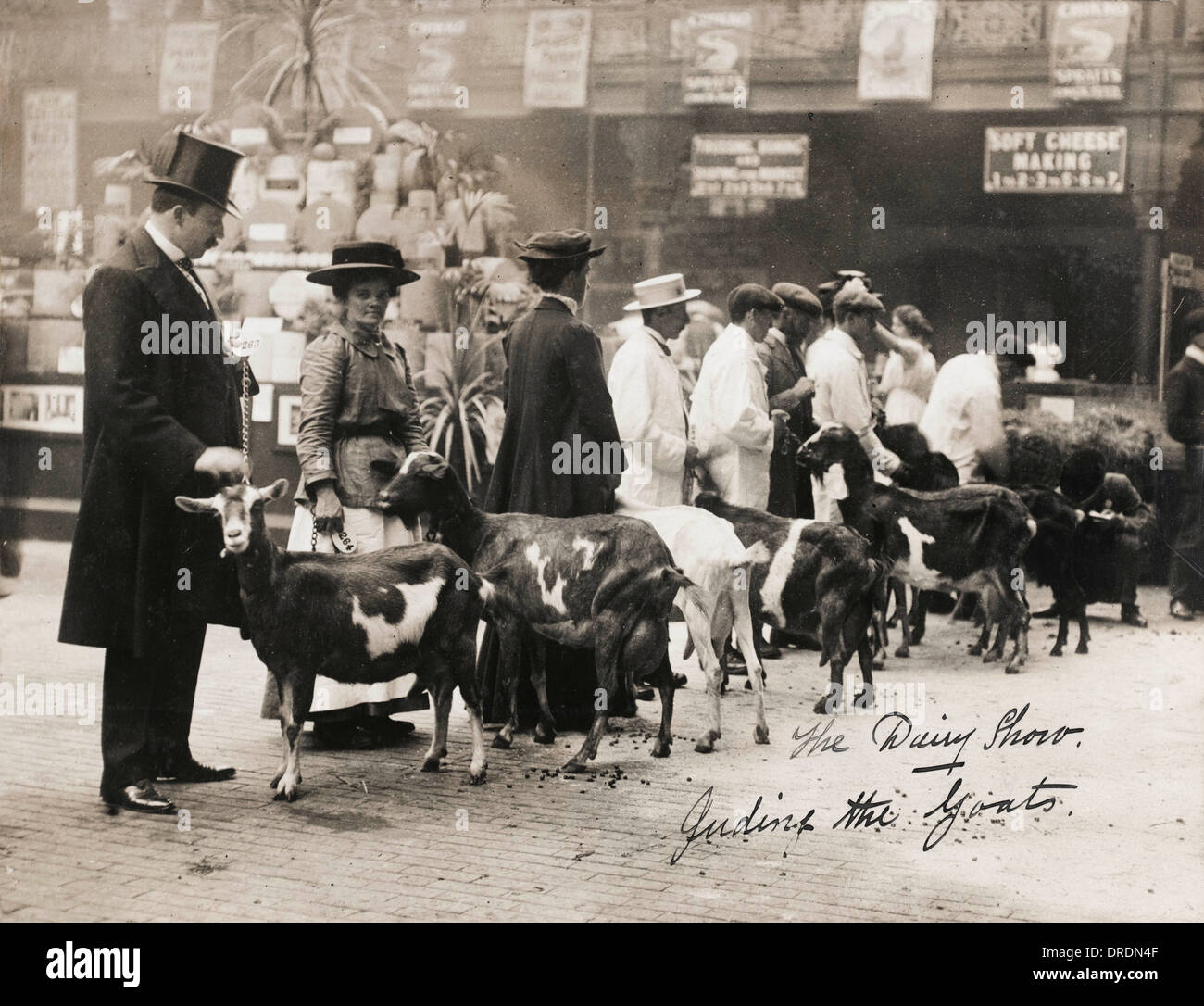 Judging dairy goats hi-res stock photography and images - Alamy