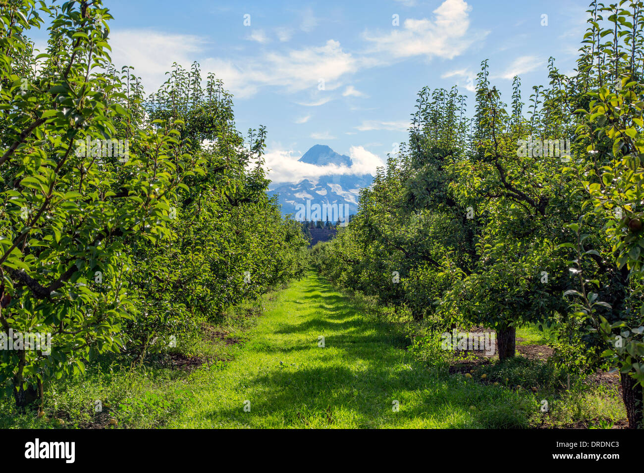 Pear orchard trees hi-res stock photography and images - Alamy