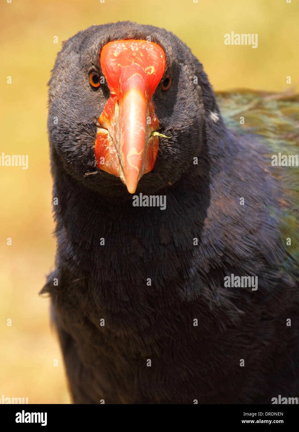 Takahe bird hi-res stock photography and images - Alamy