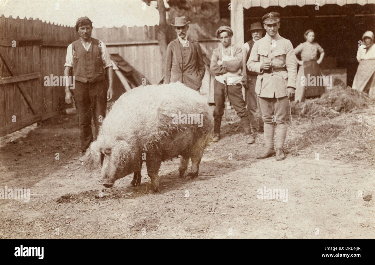 Prize Hog - Macedonia Stock Photo - Alamy