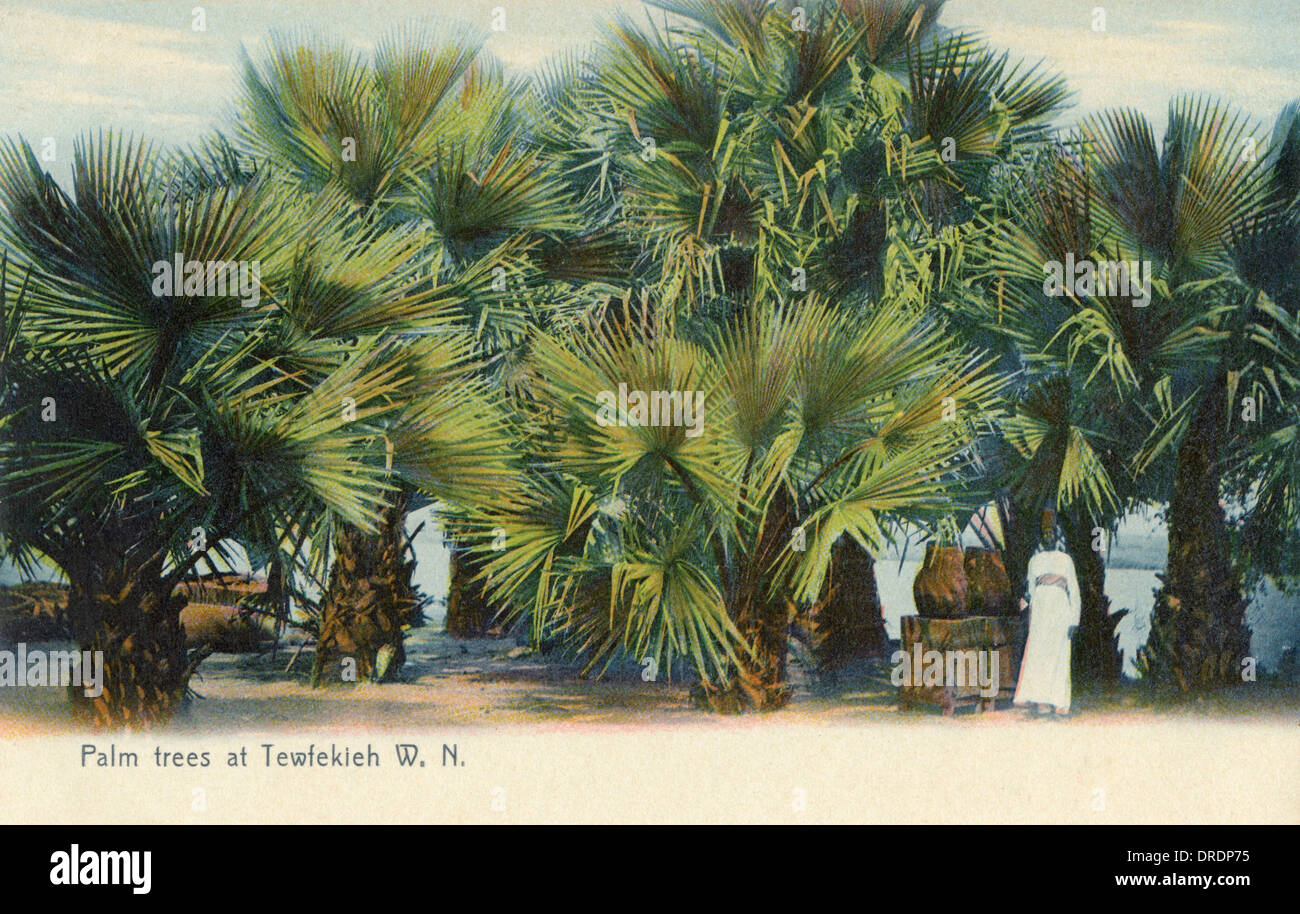 Palm Trees and the White Nile at Tewfekieh, Sudan Stock Photo - Alamy