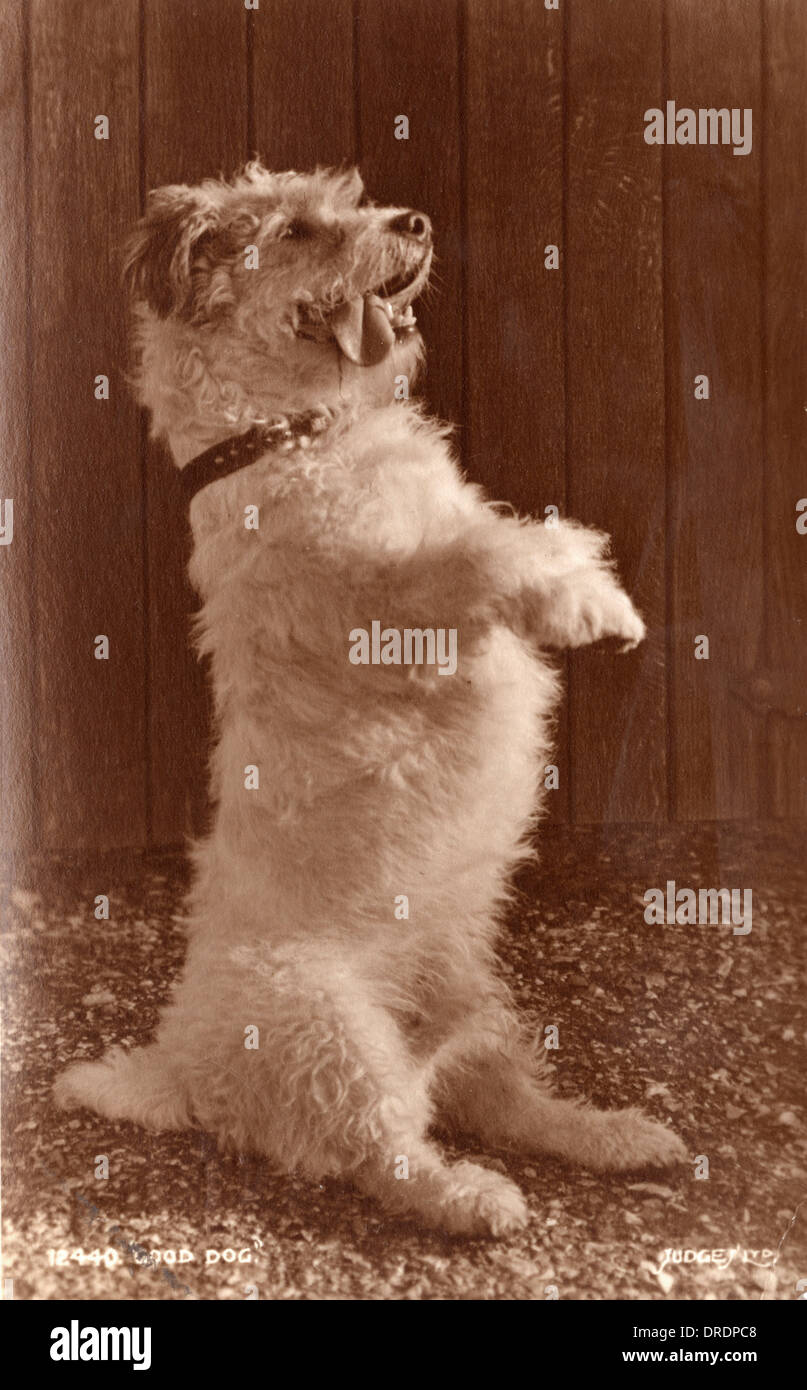 Good Dog - A terrier in seriously cute pose Stock Photo - Alamy