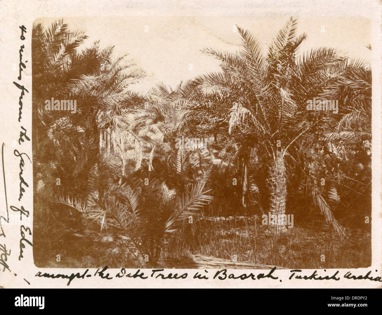 Date Palms, Basra, Iraq Stock Photo - Alamy