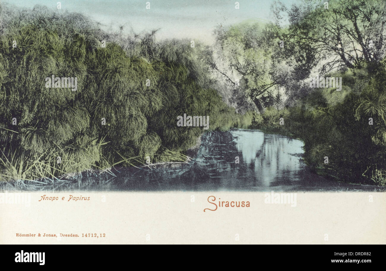 Papyrus Plants on the River Anapo Stock Photo - Alamy