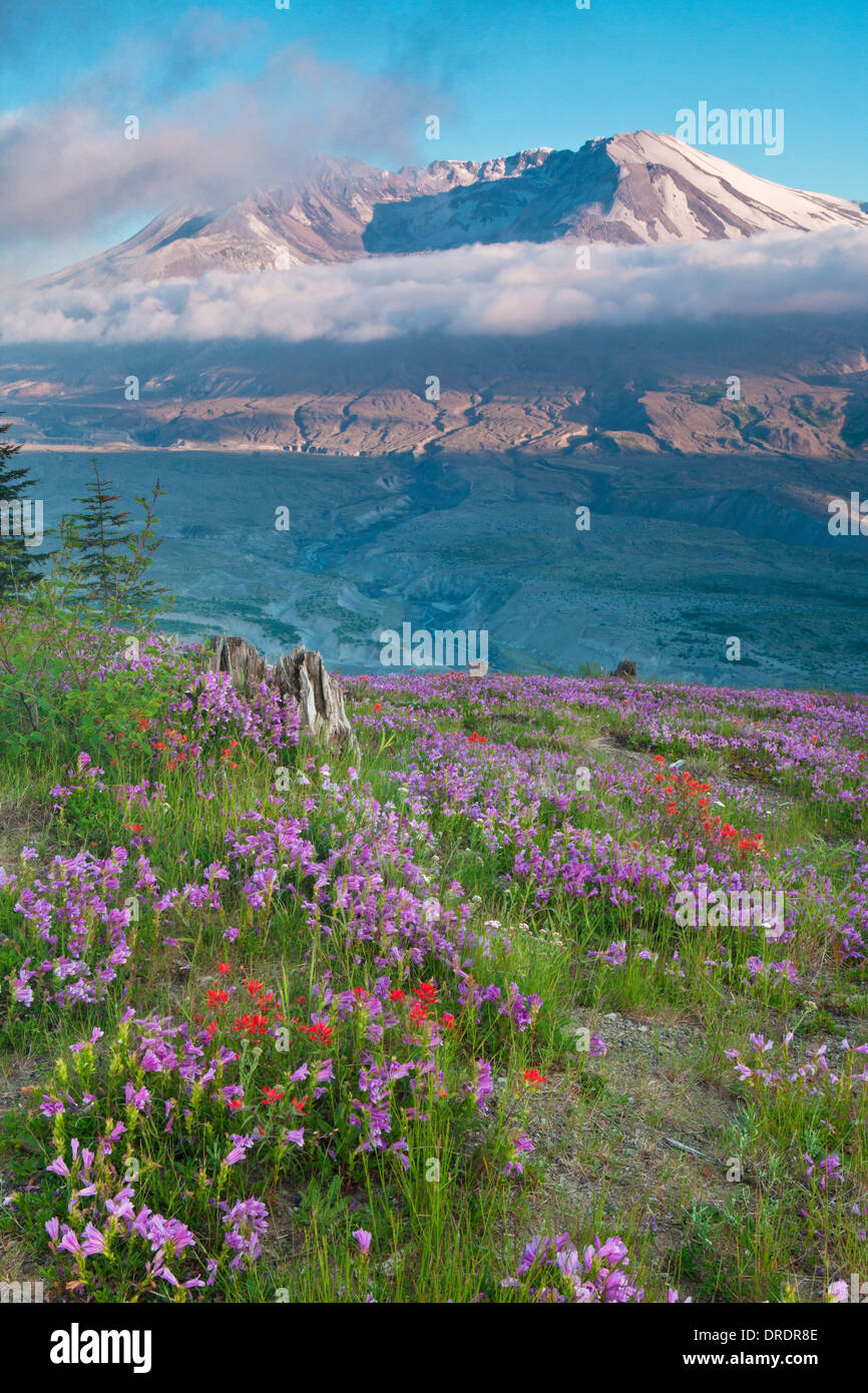 Mount St. Helens above flower meadows on Johnstone Ridge, Mount St ...