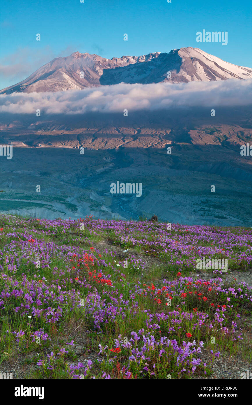 Mount St. Helens above flower meadows on Johnstone Ridge, Mount St ...