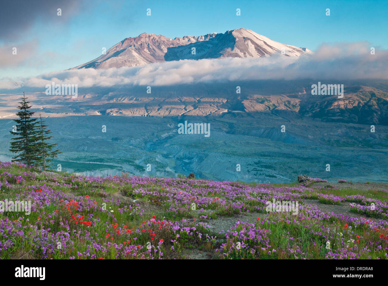Mount St. Helens above flower meadows on Johnstone Ridge, Mount St ...