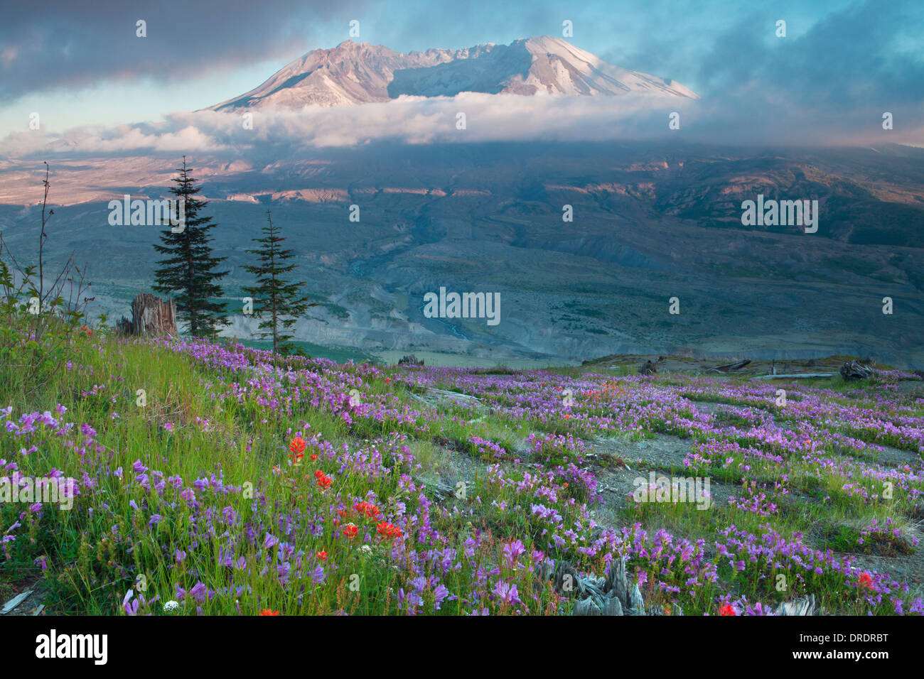Mount St. Helens above flower meadows on Johnstone Ridge, Mount St ...