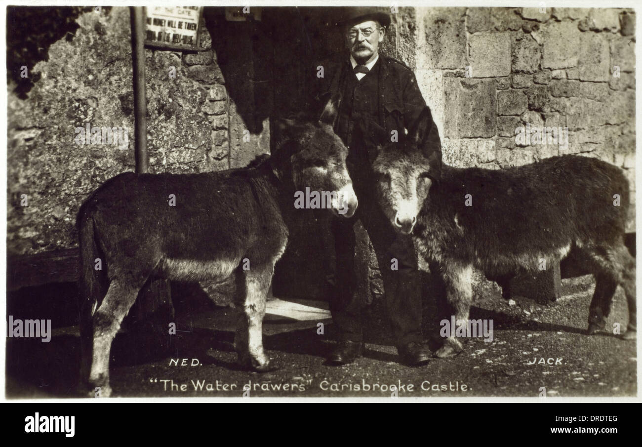 The Donkeys of Carisbrooke Castle Stock Photo - Alamy